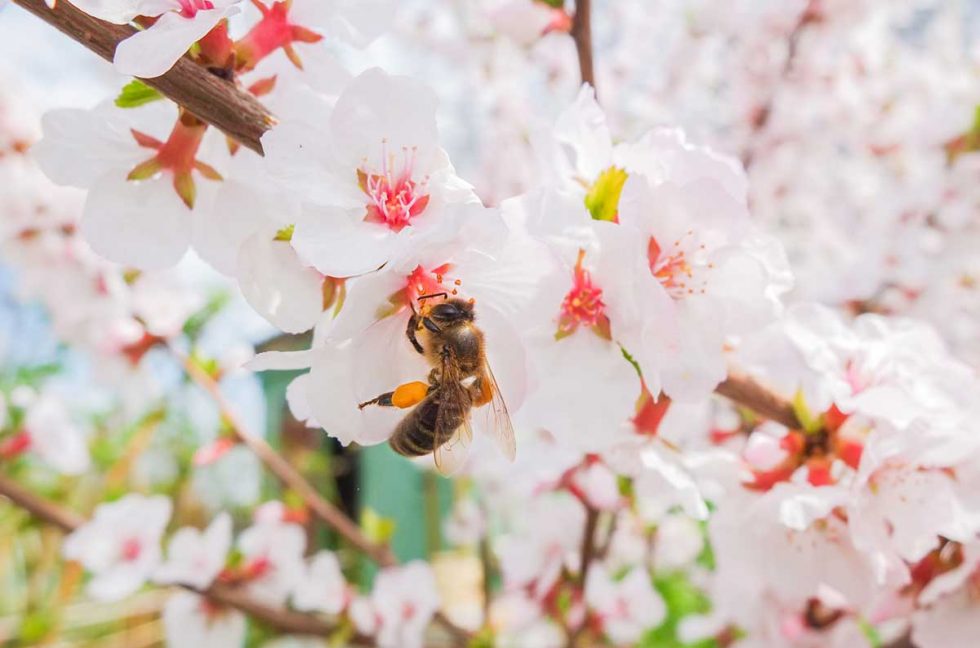 Pollination on PEI - Blueberries Apples Cranberries Squash